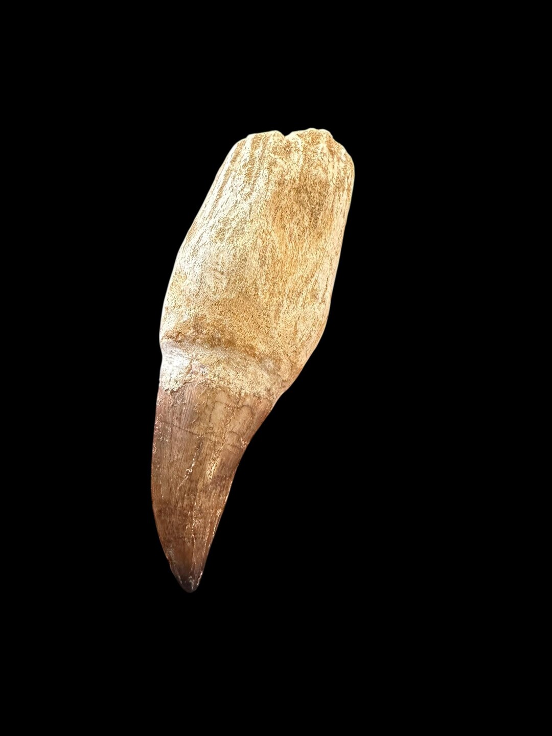 Mind-blowing Mosasaurus Tooth in Its Root From Morocco, Fossilized Dino ...