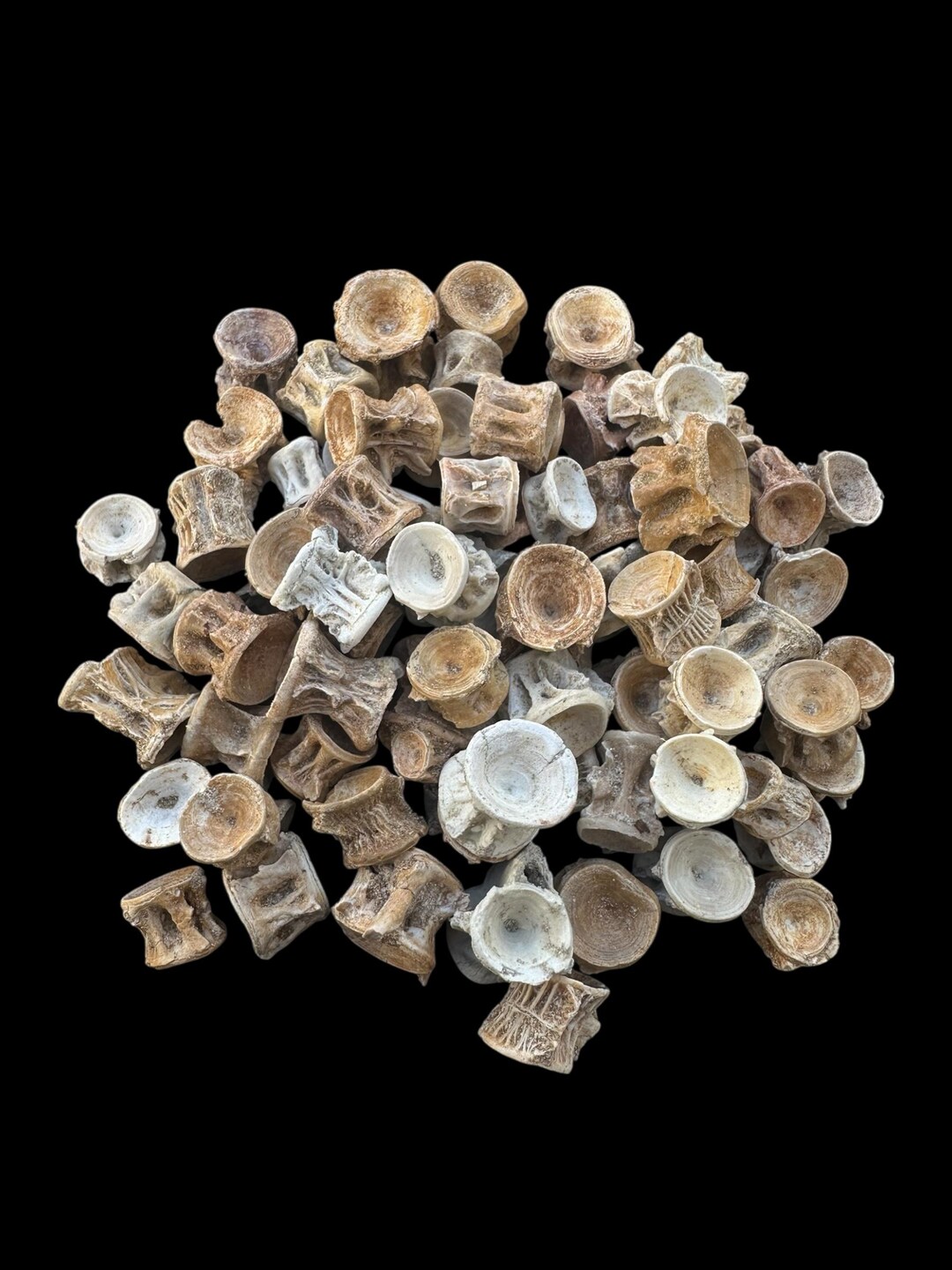 Enchodus Vertebrae Fossils – Authentic Cretaceous Fish Bones From ...