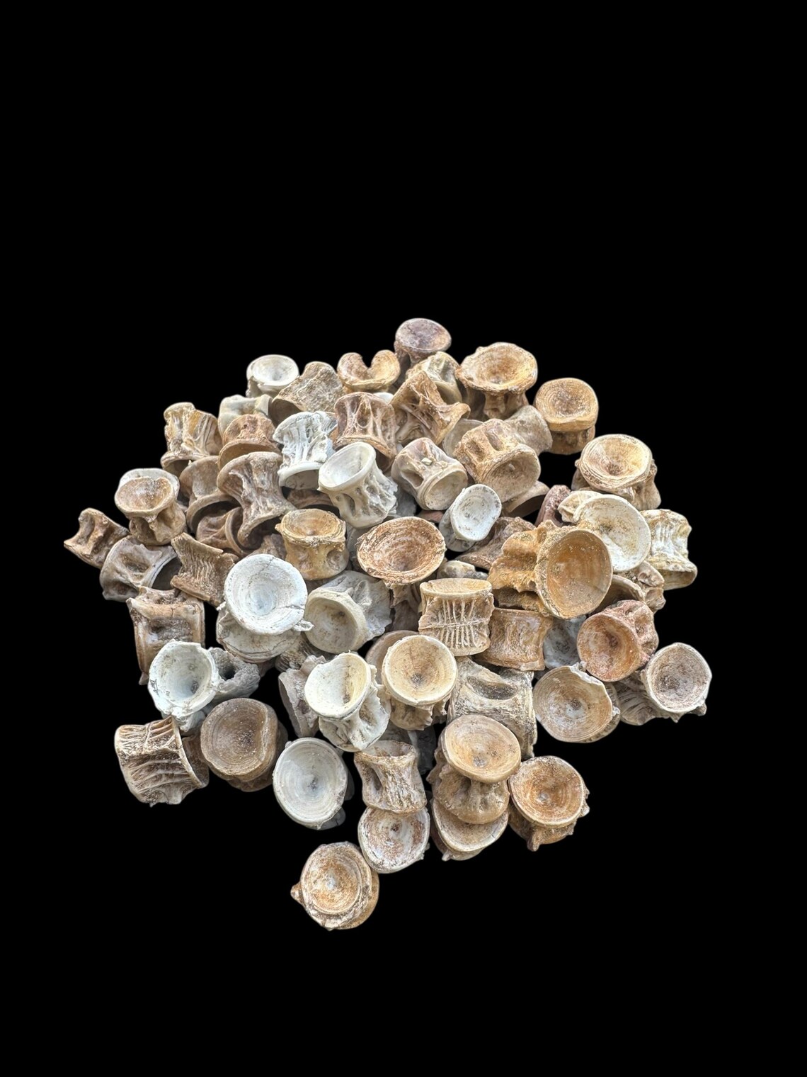 Enchodus Vertebrae Fossils – Authentic Cretaceous Fish Bones From ...