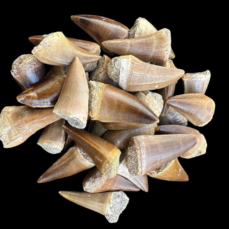 Mosasaur Teeth Lot - Etsy UK