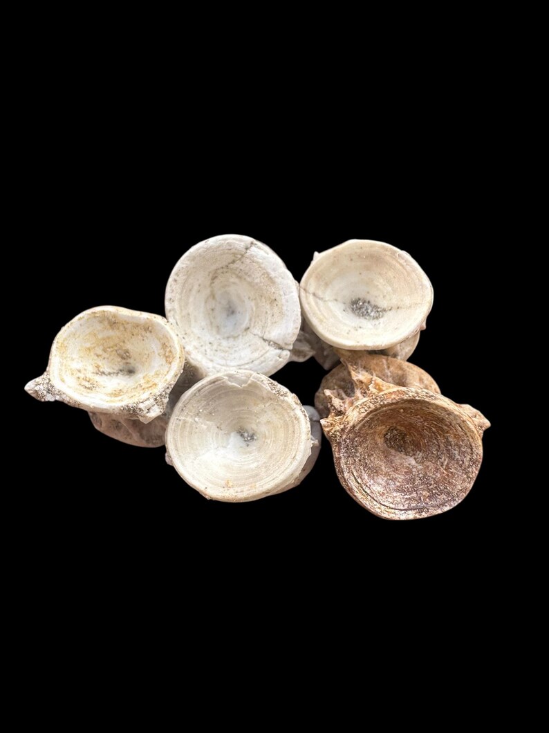 Enchodus Vertebrae Fossils – Authentic Cretaceous Fish Bones From ...