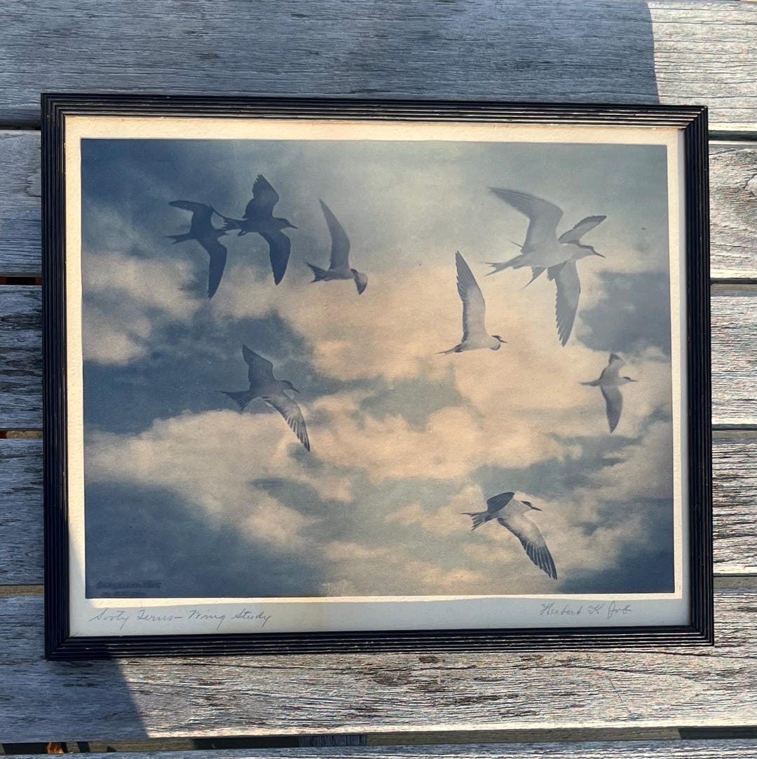 Vintage Framed Herbert K. Job Photograph Print “sooty Terns” - Etsy