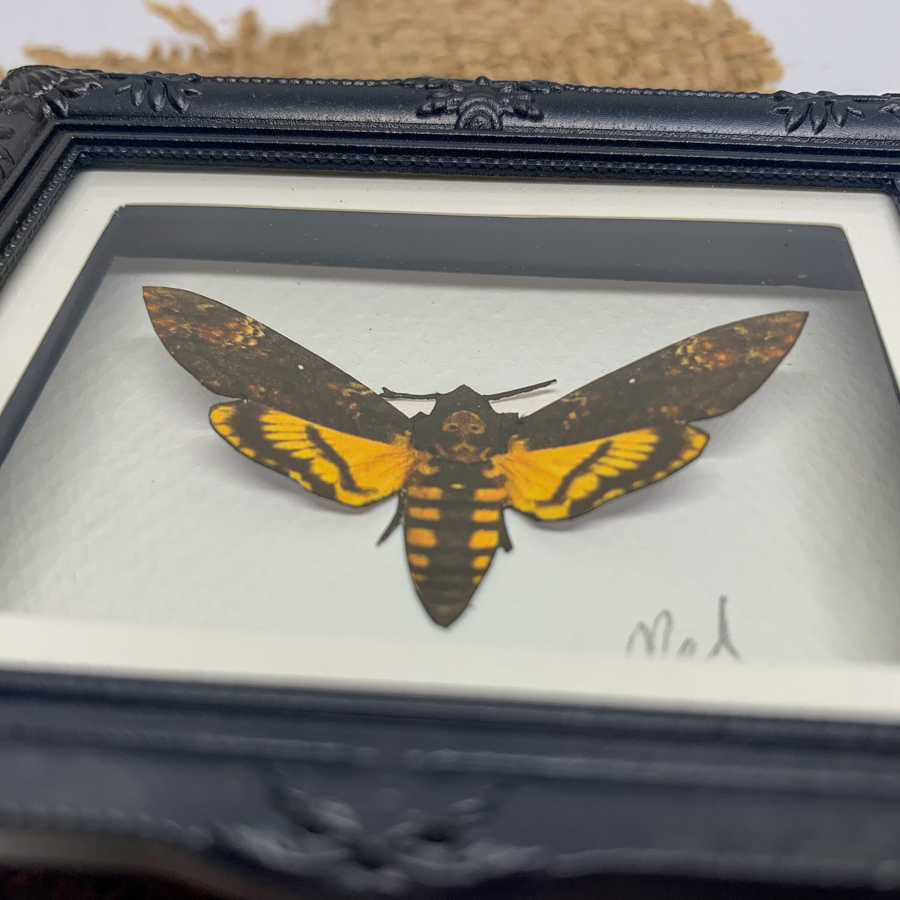 Hand Drawn Paper Taxidermy Death’s Head Moth in Mini Frame - Etsy