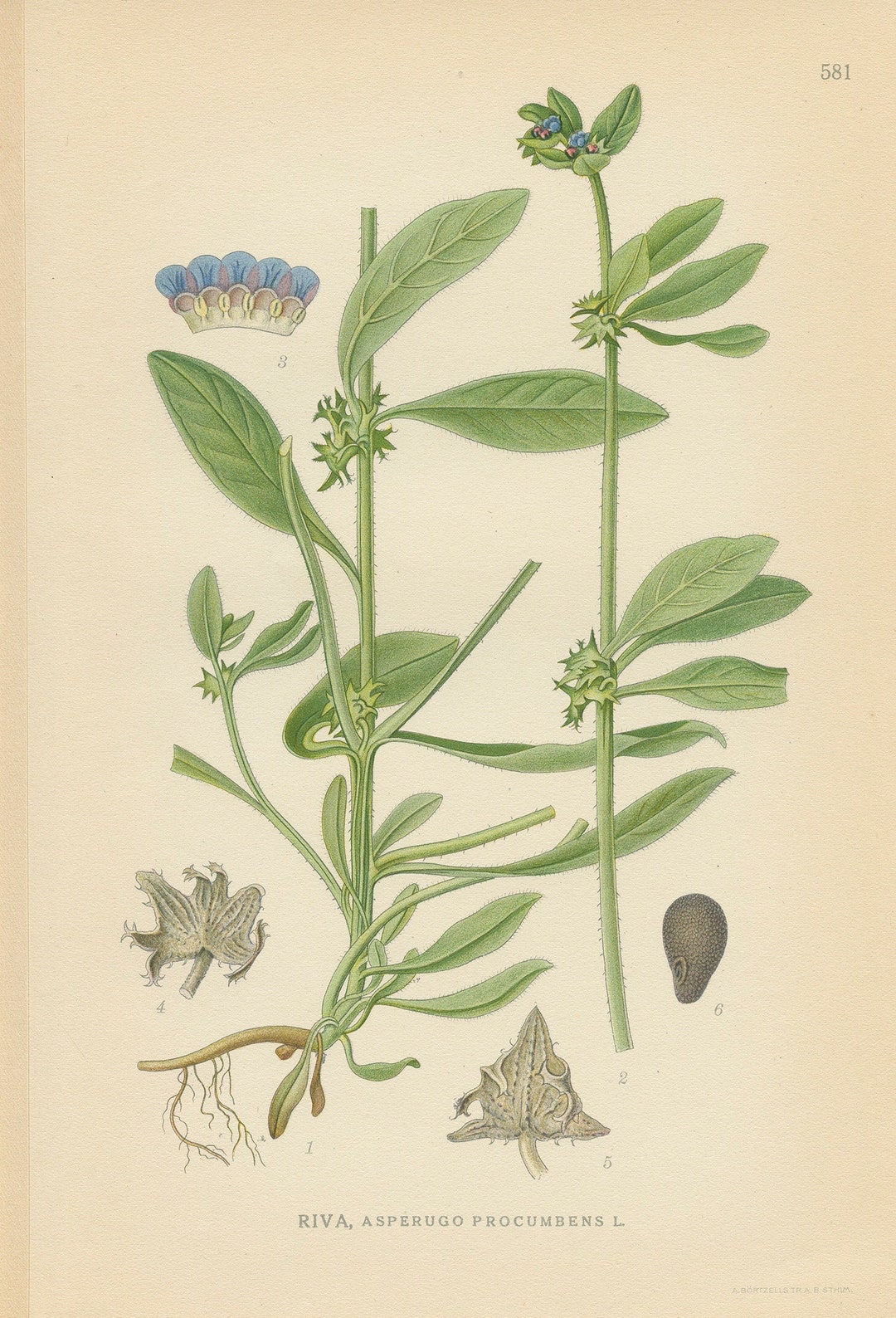 GERMAN MADWORT asperugo Procumbens Plate 581 Lindman Bilder Ur Nordens ...
