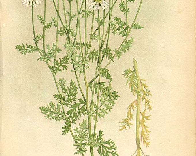 Botanical Weed Illustration Book Page 59 STINKING MAYWEED - Etsy