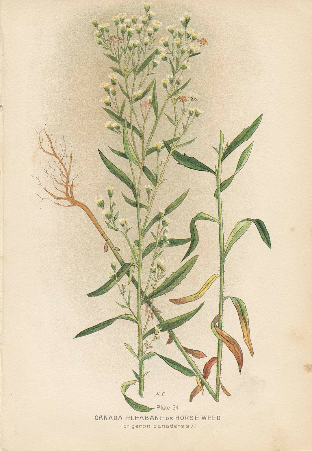 HORSE WEED/ Canada Fleabane erigeron Canadensis L. Botanical - Etsy