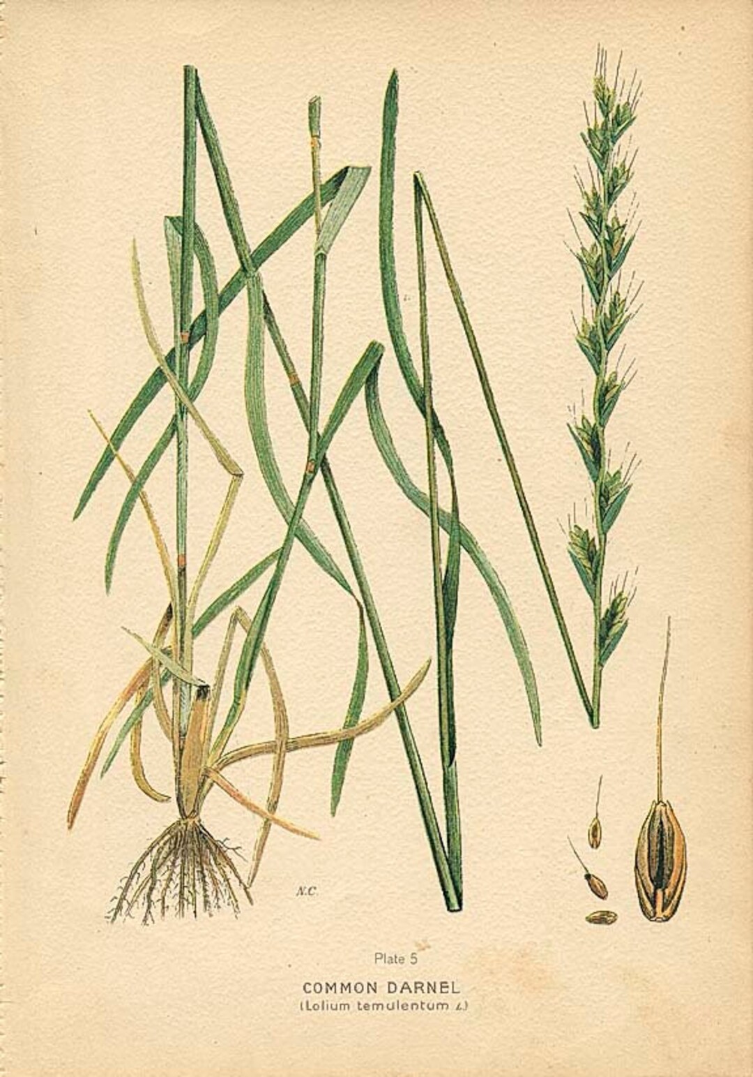 COMMON DARNEL Botanical Weed Illustration Book Page 5 Weeds - Etsy