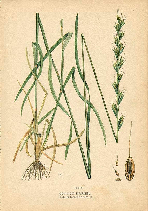 COMMON DARNEL Botanical Weed Illustration Book Page 5 Weeds - Etsy