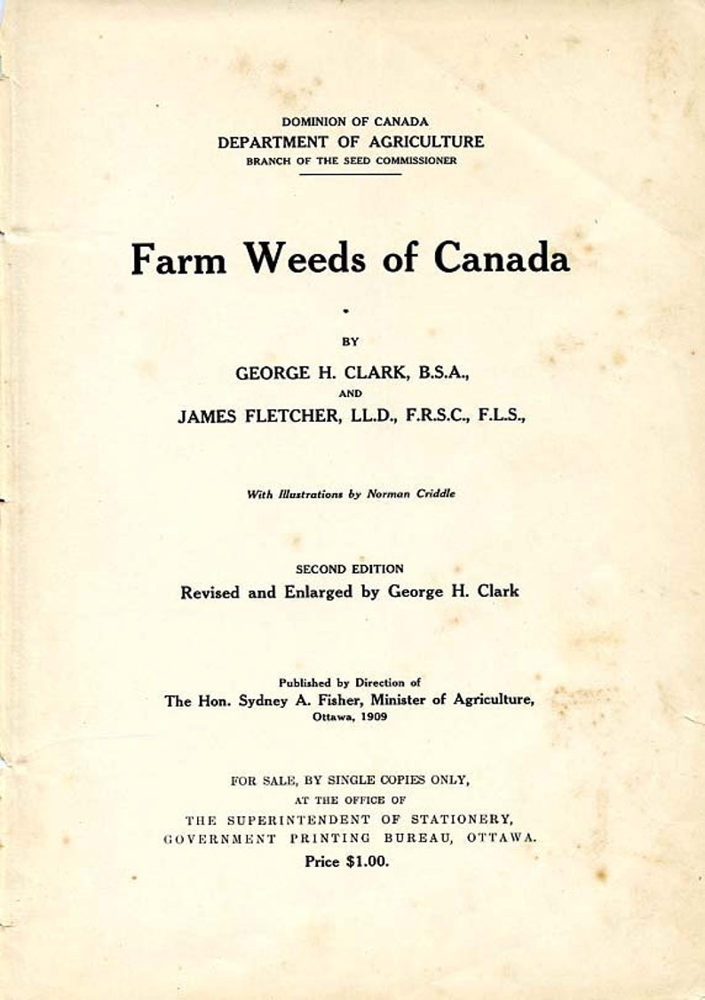 TOAD Flax/butter and Eggs linaria Vulgaris 1909 Weeds of - Etsy