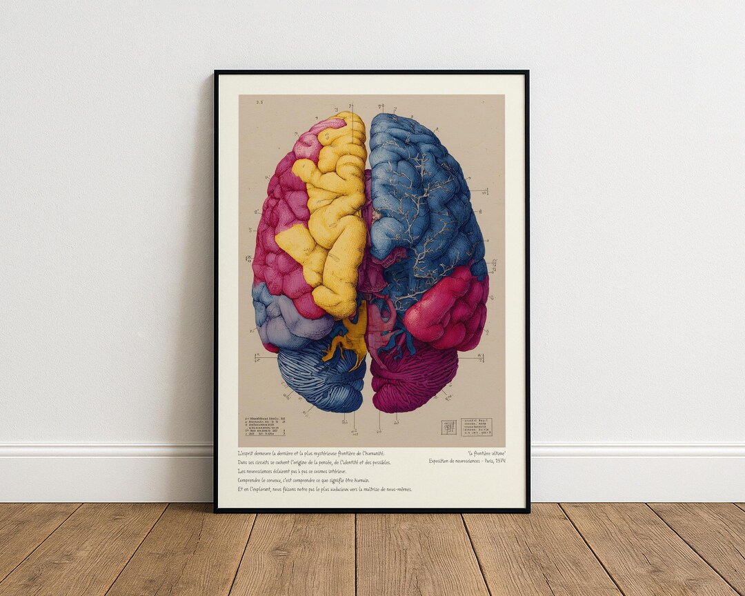 Neuroanatomy Wall Art Print, Vintage Brain Illustration Poster ...