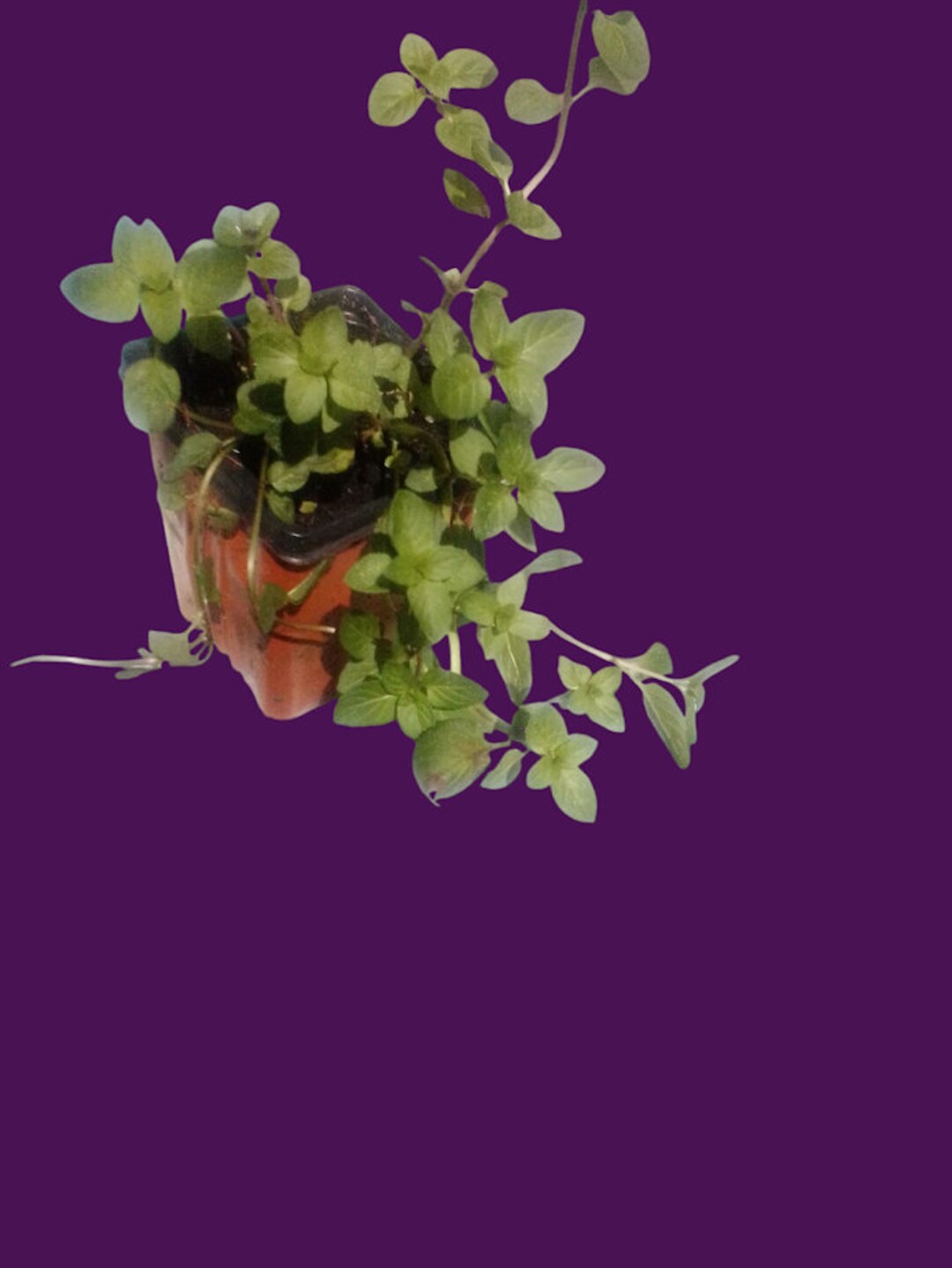 Chocolate Mint Plant: Heavenly Smelling PERENNIAL Herb for Tea - Etsy
