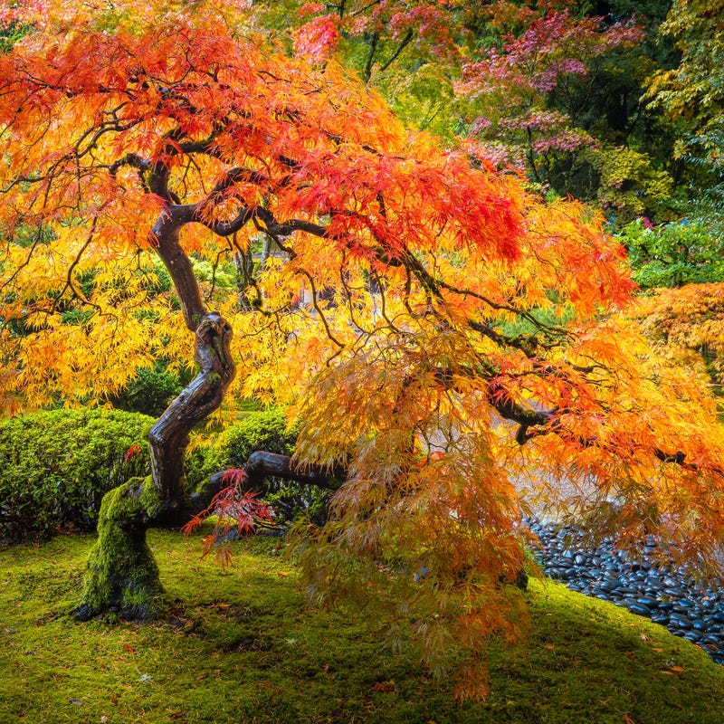 Japanese Maple Art - Etsy