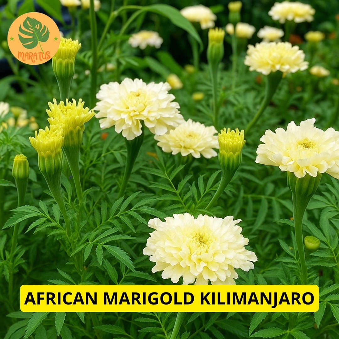 50 African Marigold Kilimanjaro White Seeds, Flower Seeds Plant for ...