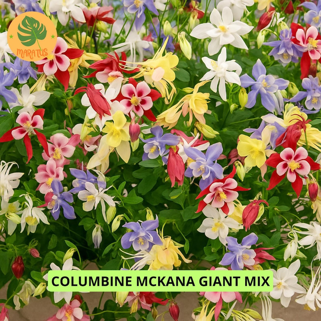 500 Mckana Giant Columbine Seeds, Heirloom Perennial Wildflower Mix ...