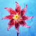 Magenta Orchid Pinwheel Wind Spinner Garden Spinner Whirligig Windmill ...