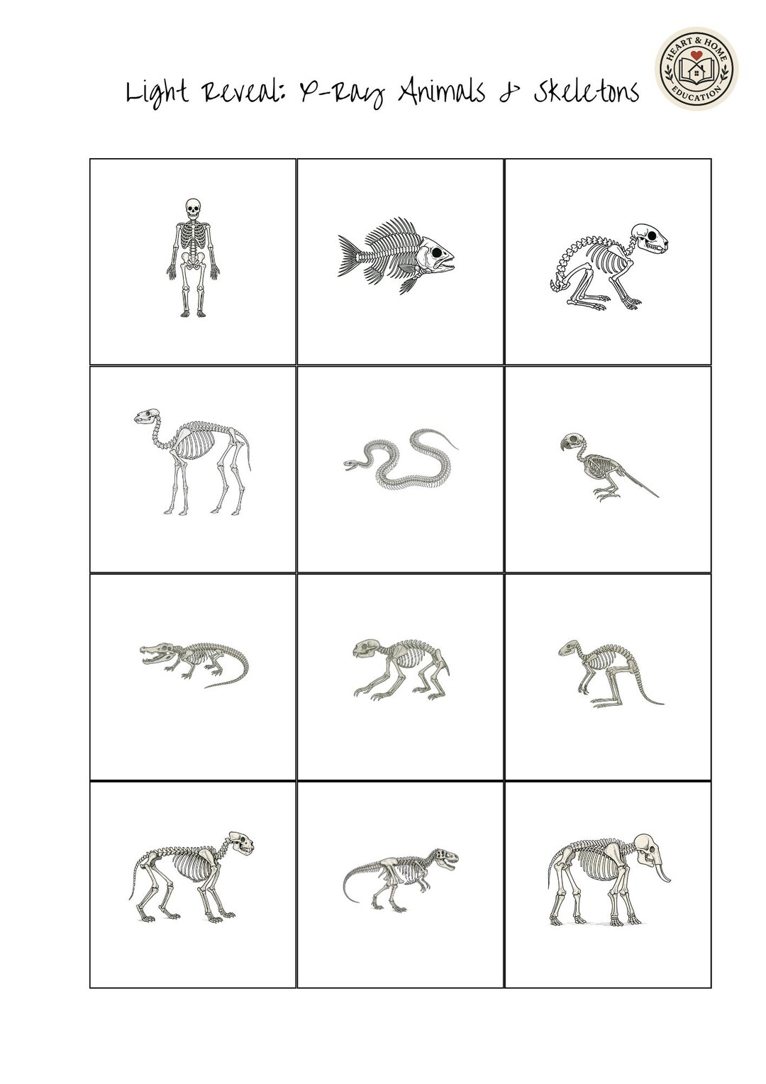 Light Reveal X-ray Animals and Skeletons Matching Game – STEM Science ...