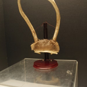 Vintage Unmounted Three Point Antler With Fur (S877) - Etsy