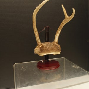 Vintage Unmounted Three Point Antler With Fur (S877) - Etsy
