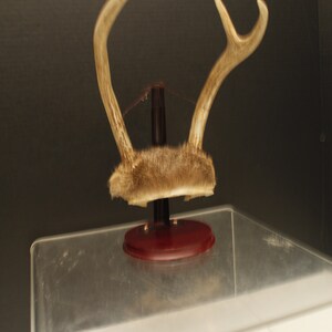 Vintage Unmounted Three Point Antler With Fur (S877) - Etsy