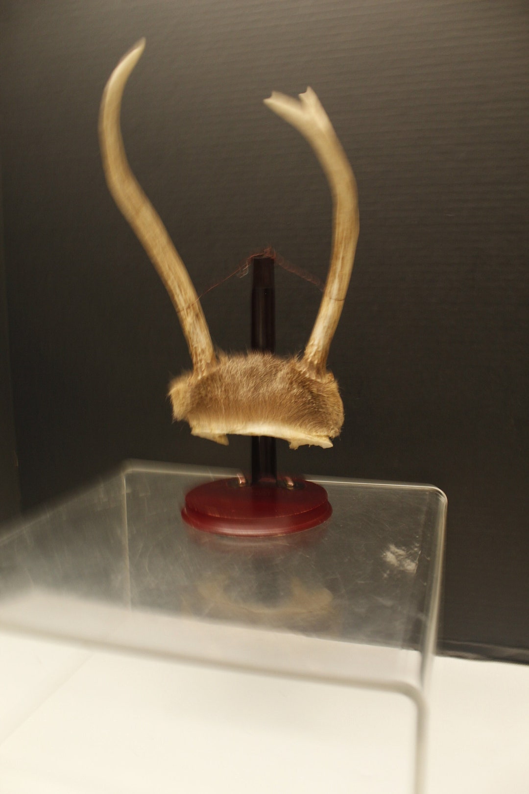 Vintage Unmounted Three Point Antler With Fur (S877) - Etsy