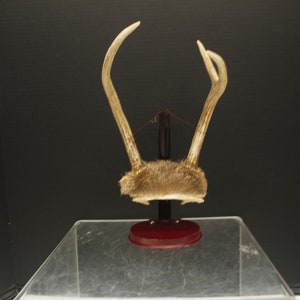 Vintage Unmounted Three Point Antler With Fur (S877) - Etsy