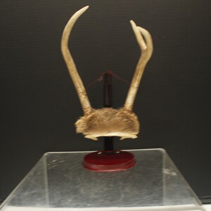 Vintage Unmounted Three Point Antler With Fur (S877) - Etsy