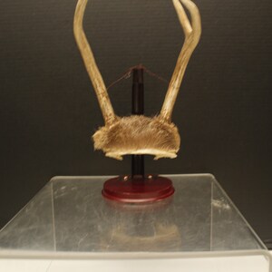 Vintage Unmounted Three Point Antler With Fur (S877) - Etsy