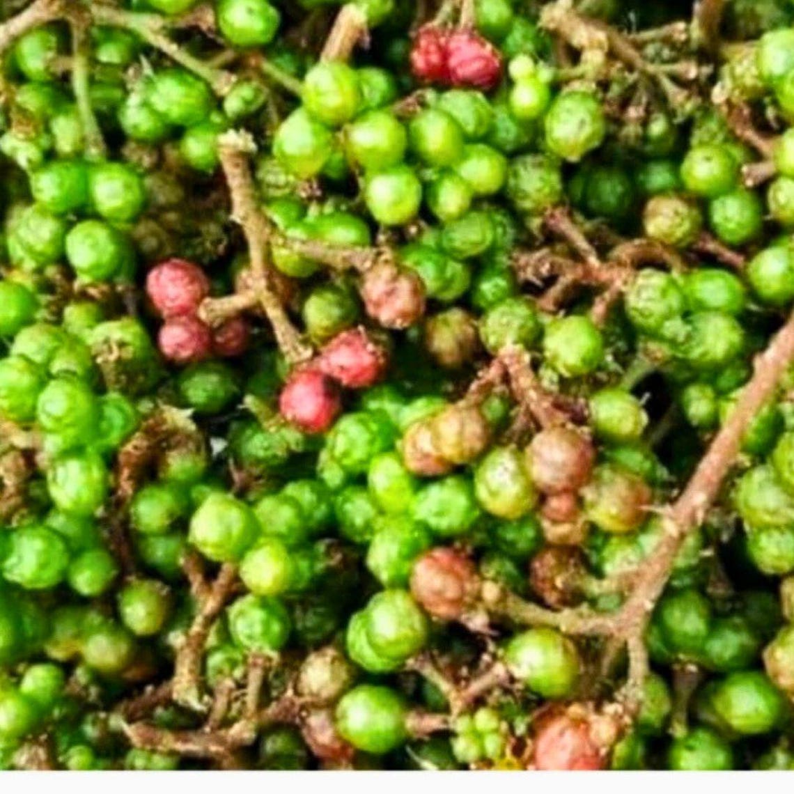 Organic Batak Pepper | Andaliman | Rare Indonesian Spice for Exotic ...