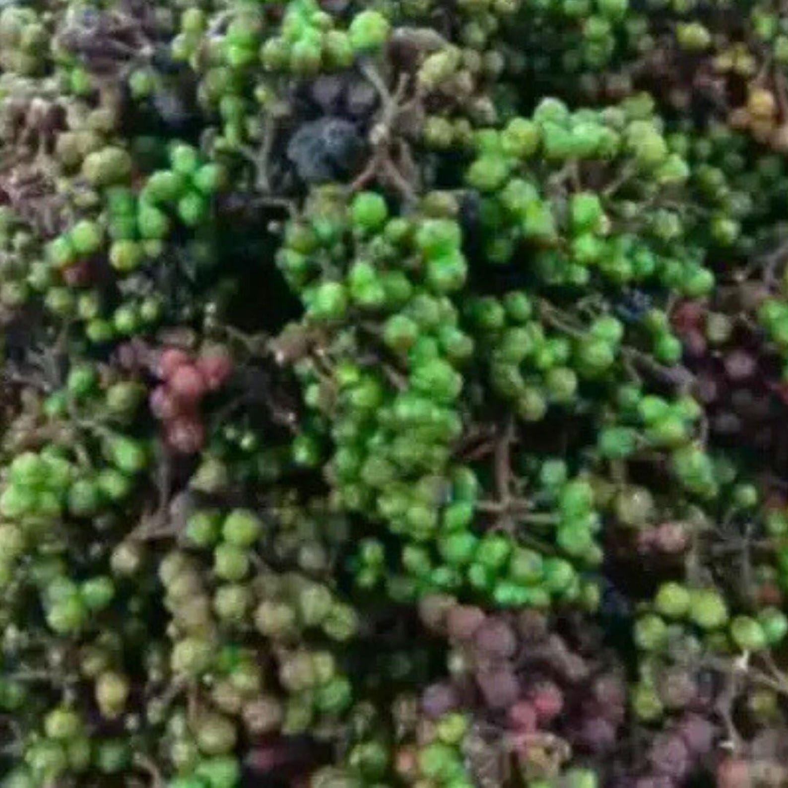 Organic Batak Pepper | Andaliman | Rare Indonesian Spice for Exotic ...