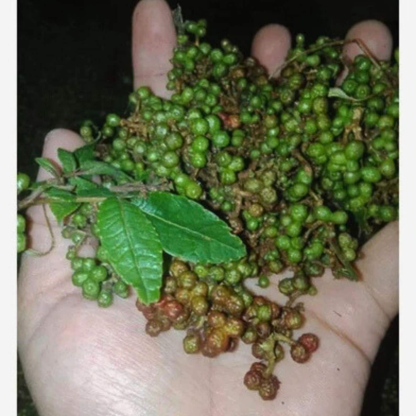 Organic Batak Pepper | Andaliman | Rare Indonesian Spice for Exotic ...
