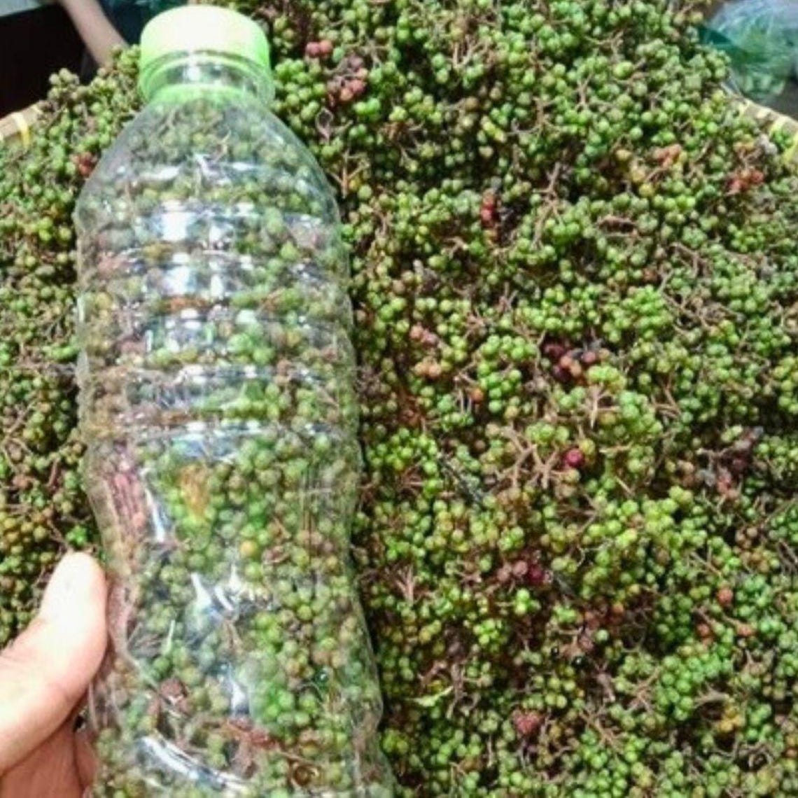 Organic Batak Pepper | Andaliman | Rare Indonesian Spice for Exotic ...