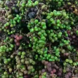 Organic Batak Pepper | Andaliman | Rare Indonesian Spice for Exotic ...