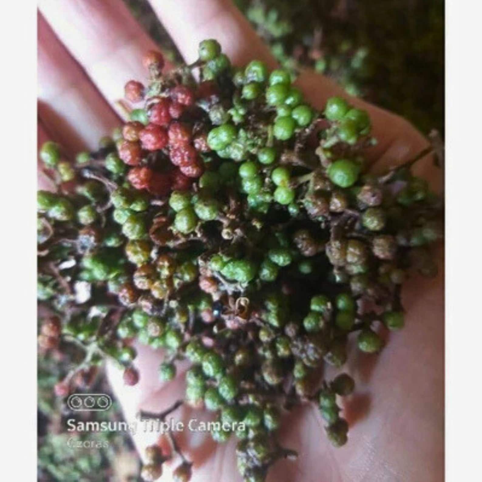 Organic Batak Pepper | Andaliman | Rare Indonesian Spice for Exotic ...