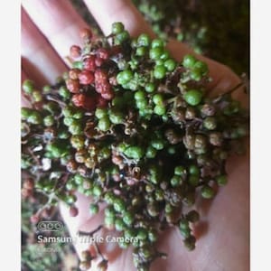 Organic Batak Pepper | Andaliman | Rare Indonesian Spice for Exotic ...