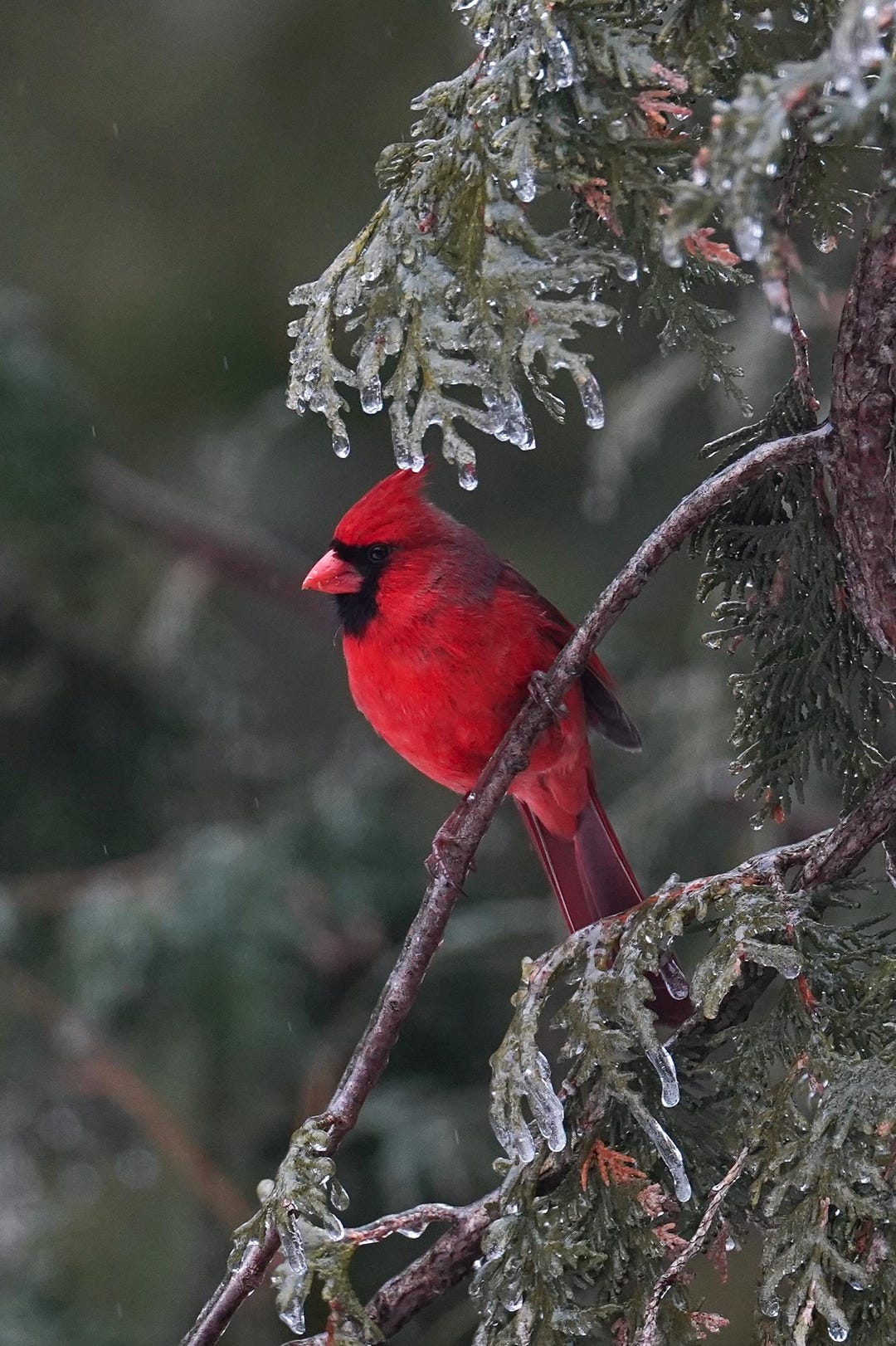 Northern Red Cardinal Digital Download - Crimson After the Ice Storm ...