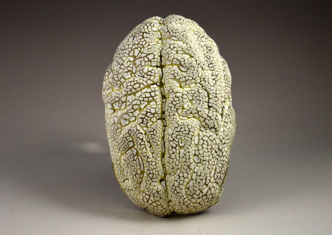 Ceramic Brain Sculpture Yellow Slip White Crackle Soda Fire Jun23-b16 ...