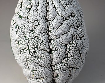 Ceramic Brain - Etsy