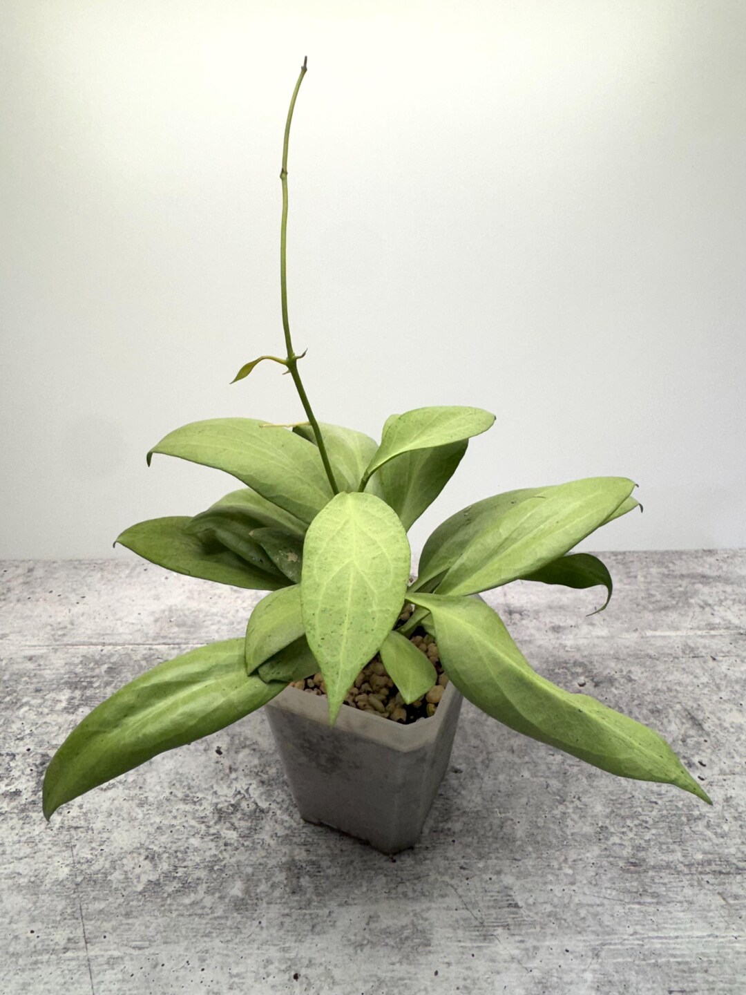 Hoya Nicholsoniae New Guinea Ghost - Silver Hoya - Rooted in 2.5” Pot ...