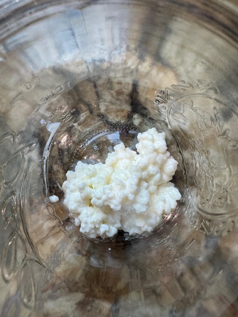 Live Fresh Milk Kefir Grains - Etsy