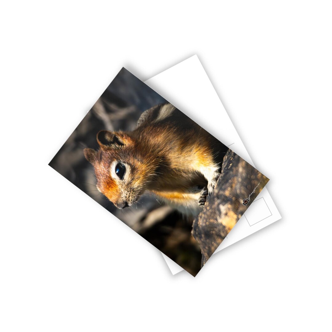 Chipmunk Photo Postcard | Pack of 10, Wildlife Animal Postcards - Etsy