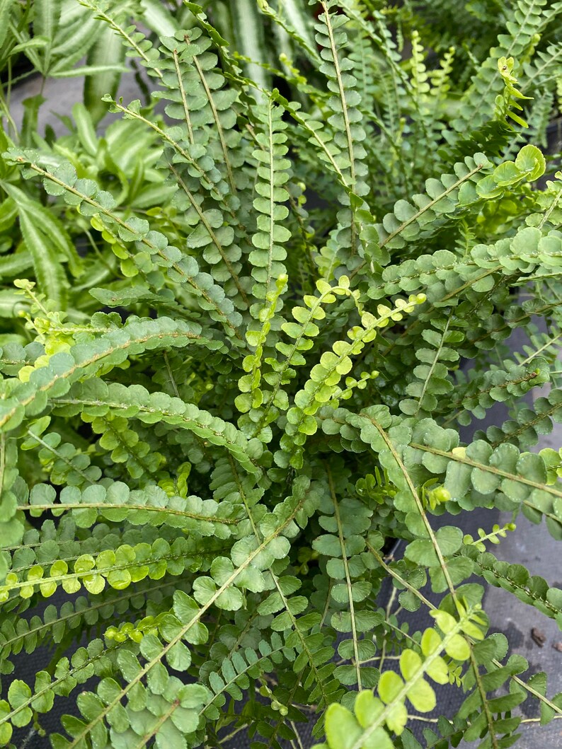 Lemon Button Fern 4pot Nephrolepis cordifolia | Etsy