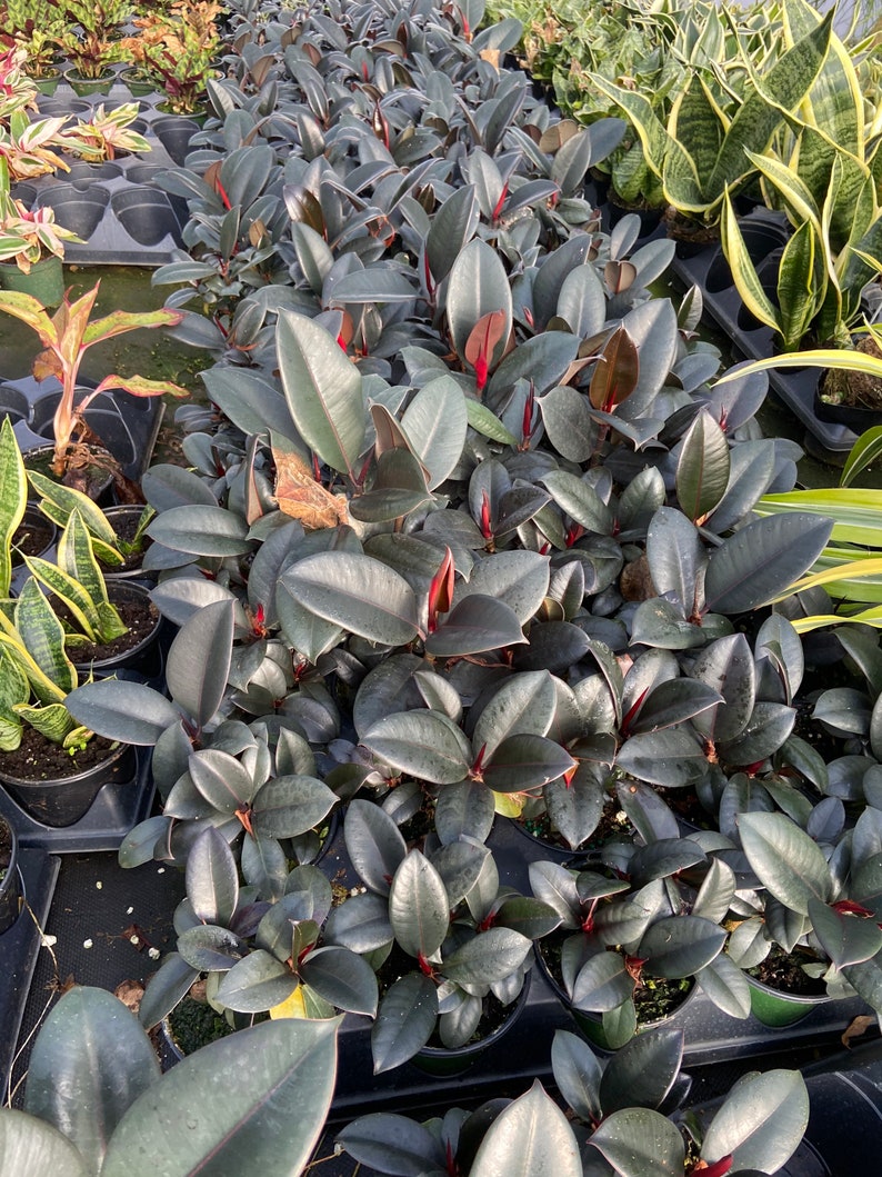 Burgundy Rubber Tree Add a Heat Pack to Your Order | Etsy