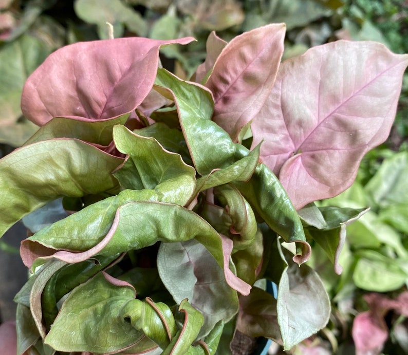 Pink Nephthytis Arrowhead Plant | Etsy