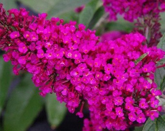 Buddleia Davidii 'hot Raspberry' butterfly Bush | Etsy