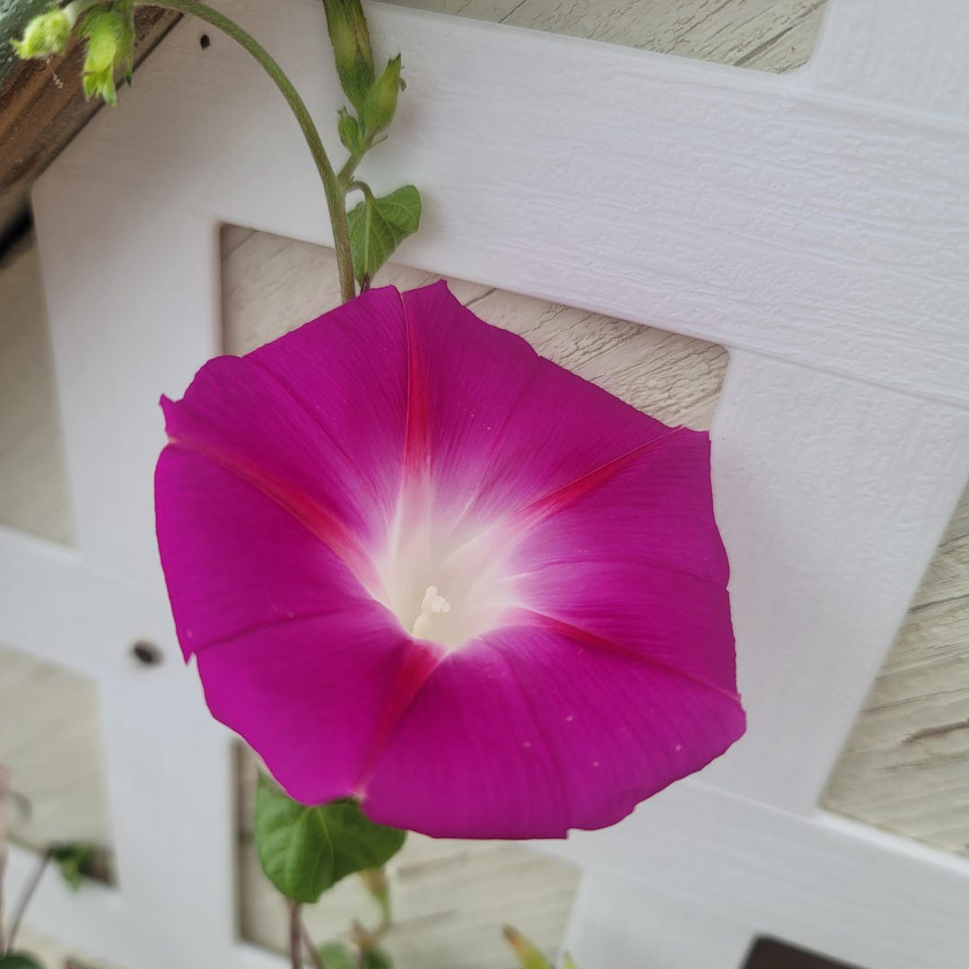 Pink Glory Morning - Etsy