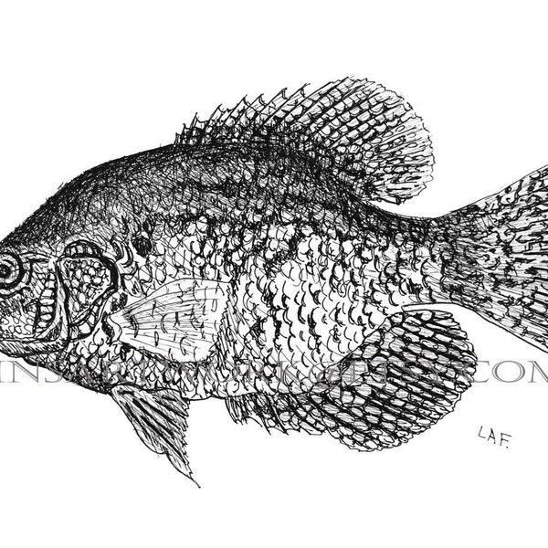 Black Crappie - Etsy