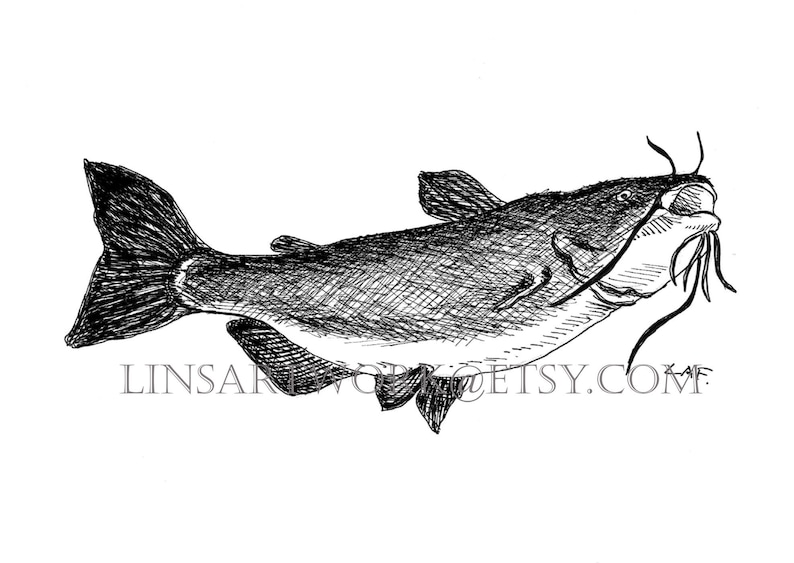 Original Catfish Drawing-fish Art ,fish Drawings,tropical Fish Art ...