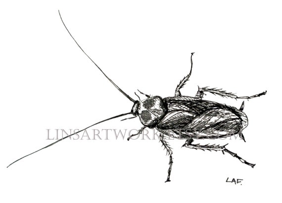 Cockroach Drawing