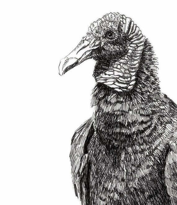 Vulture Bird Drawing