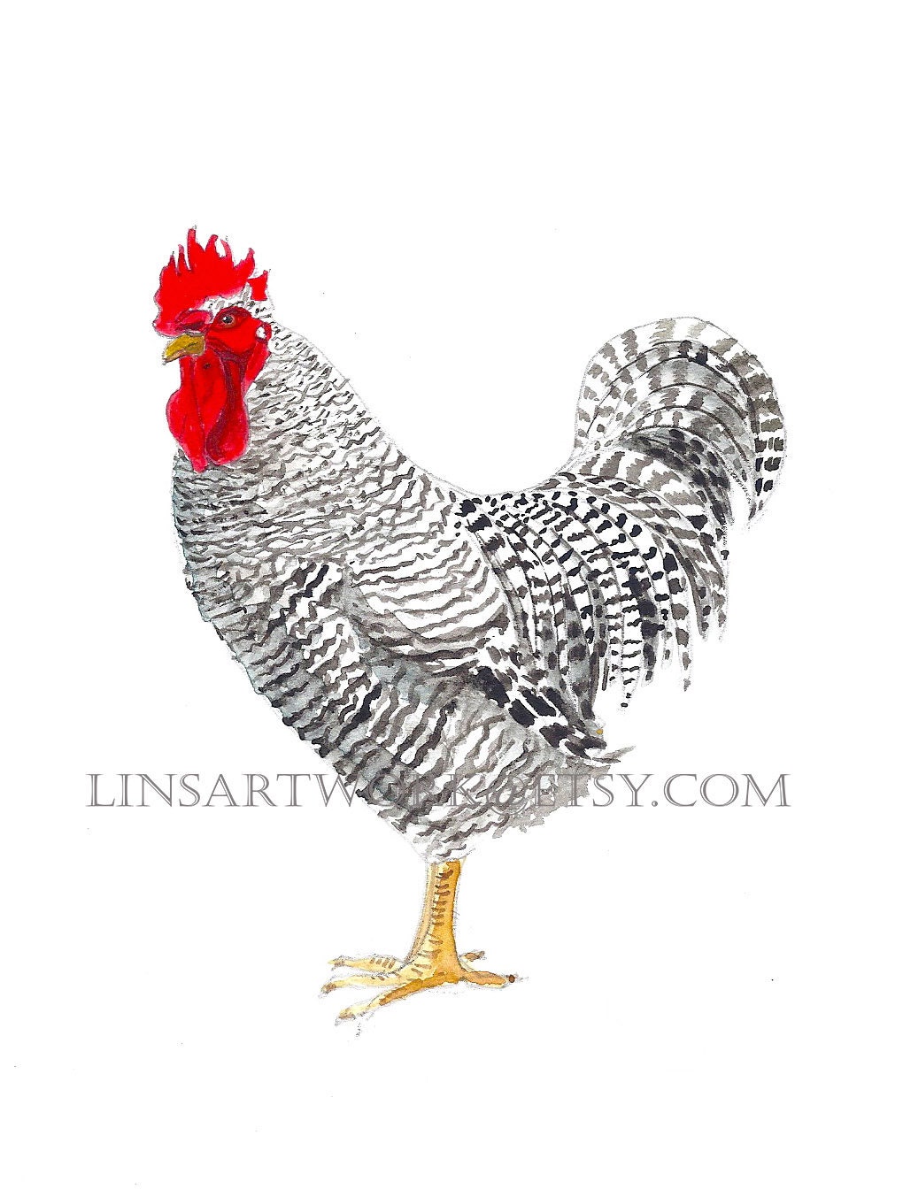 Barred Rock Chicken Drawing